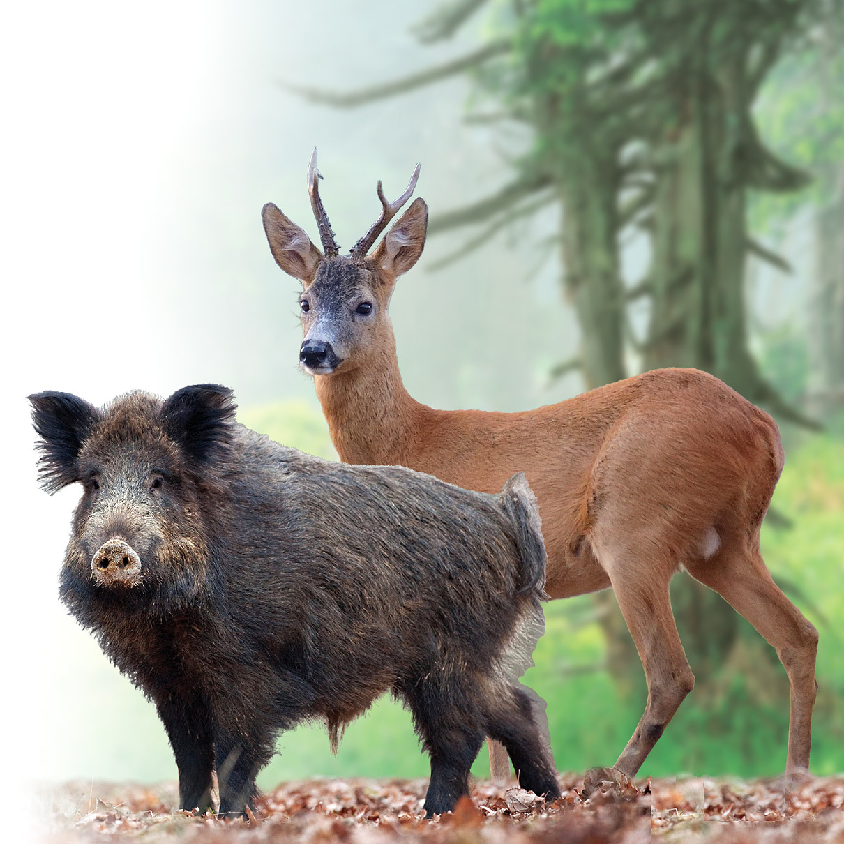 Wild, Geflügel & Exotisches – Pussels Partyservice